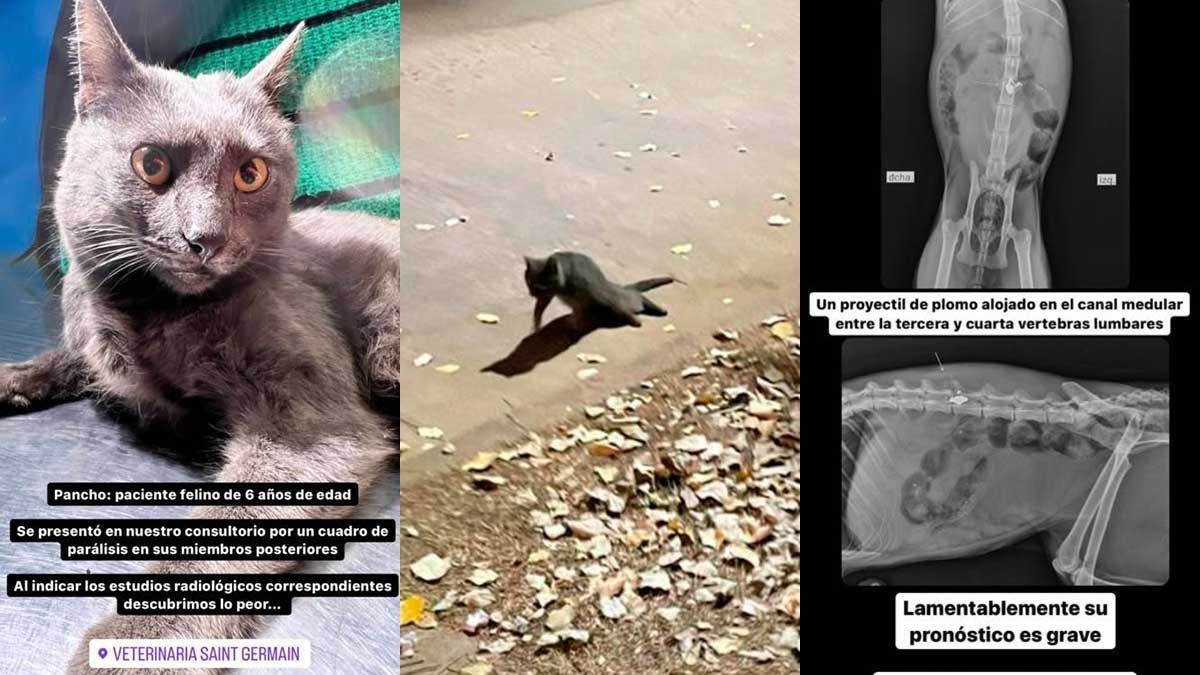 Cuál es el estado de salud de Pancho, uno de los gatos baleados en el ...